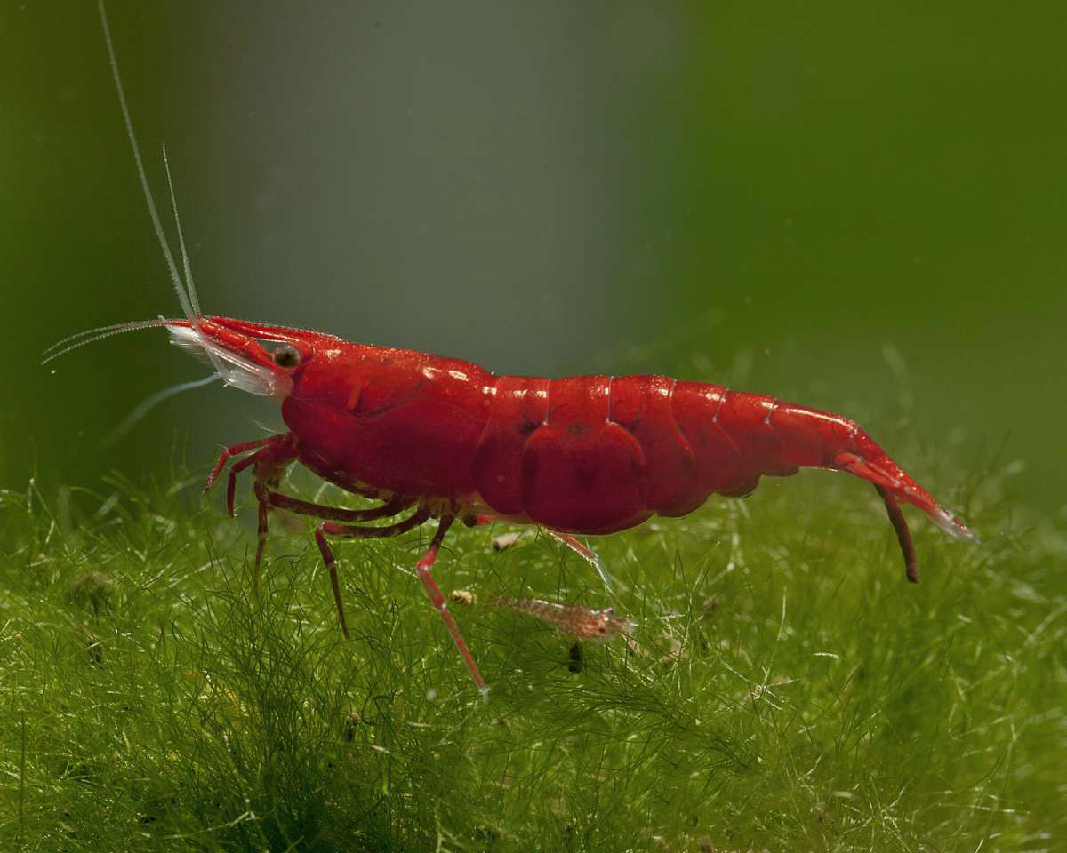 Neocaridina davidi Red Sakura - Commandez Maintenant et Bénéficiez de ...